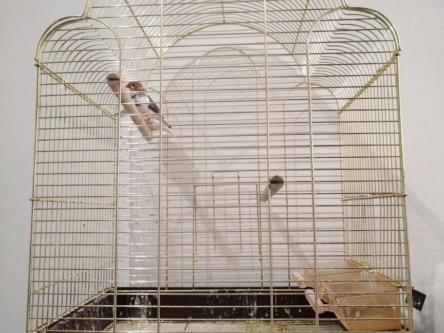 Три амадины с клеткой