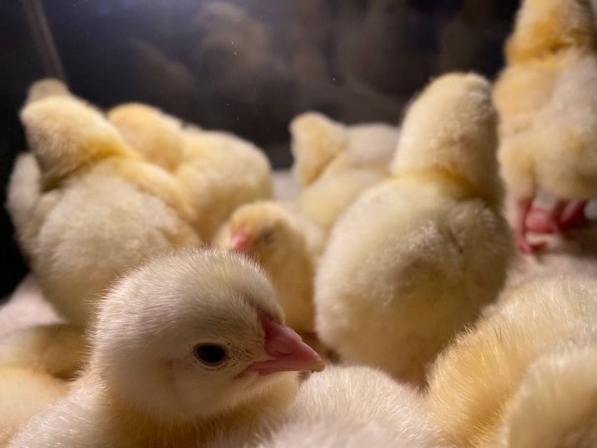 Цыпленок бройлер Росс 308 Венгрия