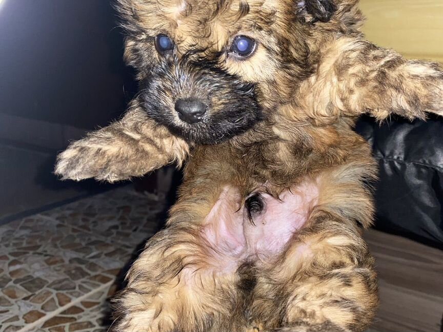 Чудесные кучерявые мальчики очень ищут дом