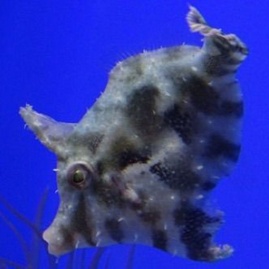 Единорог-акреиxт Acreichthys tomentosus