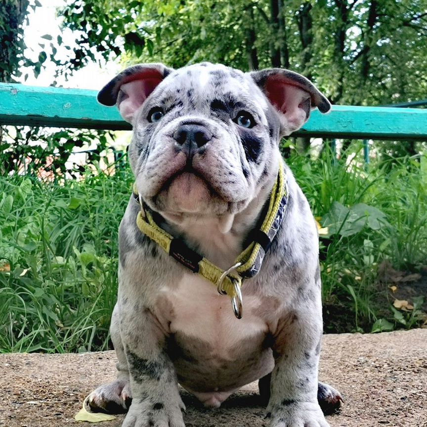 Америкаский булли