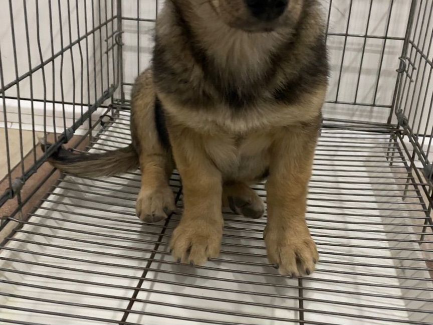 Собачка Люся ищет дом