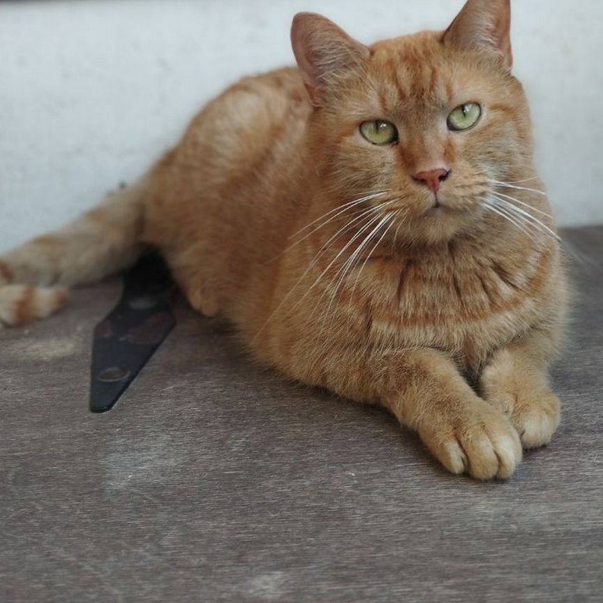 Котик Ра ищет себе семью
