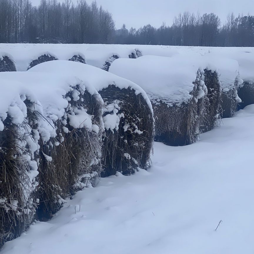 Сено в рулонах