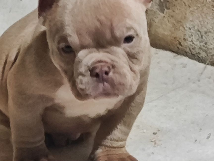 Американский булли