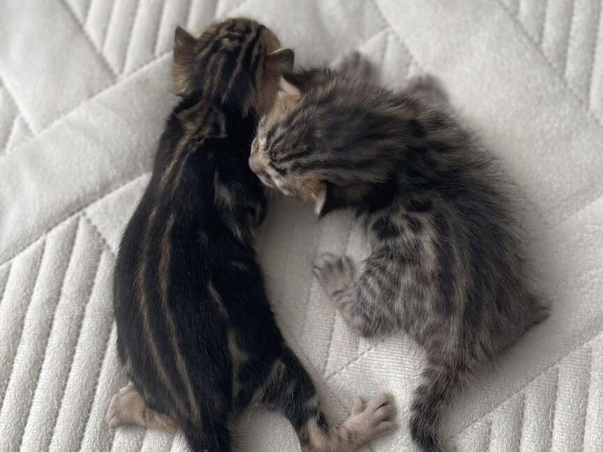 Бенгальские котята