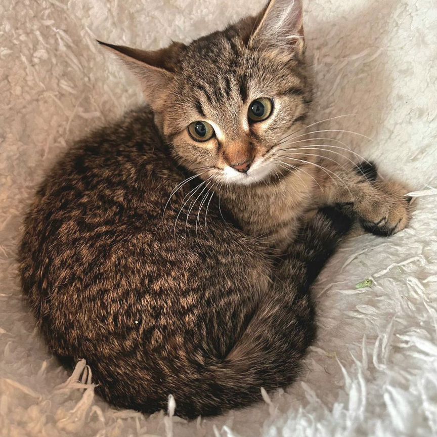 Европейский короткошёрстный котёнок