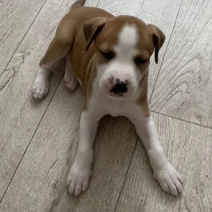 Американский стаффордширский терьер, щенок