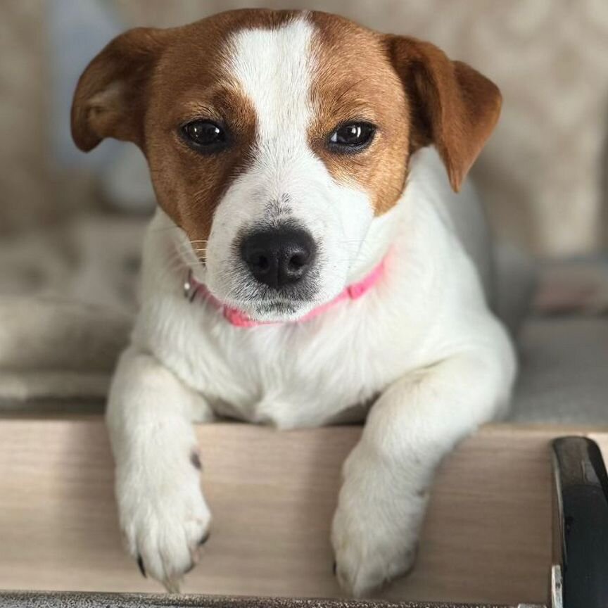 Джек-рассел-терьер, взрослая собака