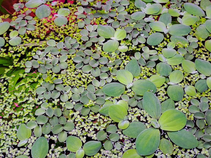 Аквариумные растения