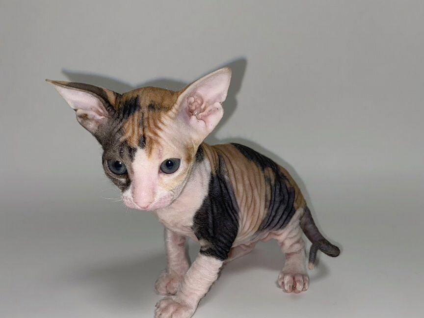 Котята сфинкс