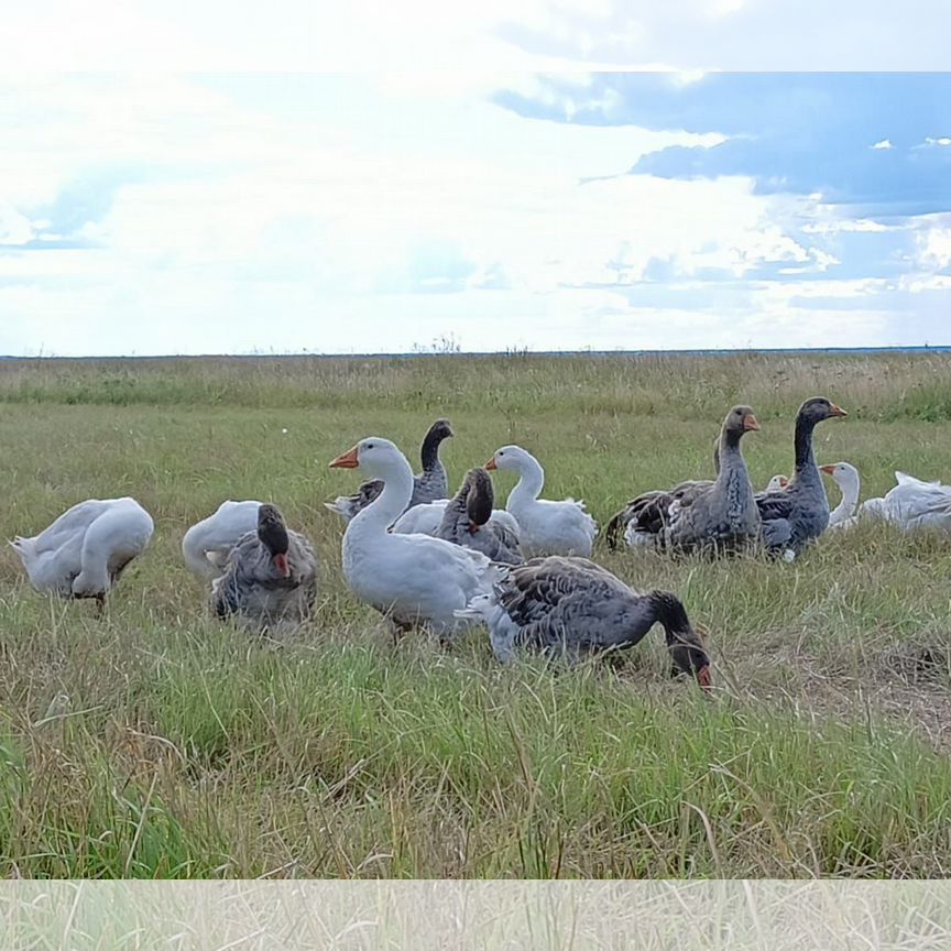 Свежий гусь - напрямую с подворья