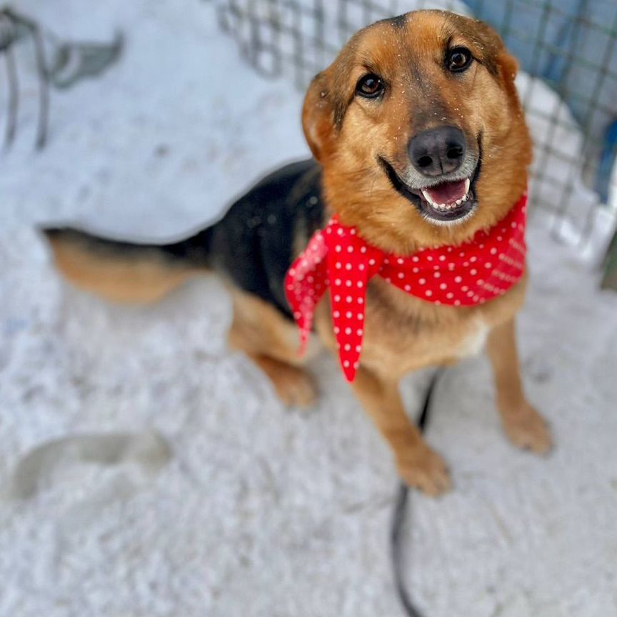 Взрослая собака в добрые руки