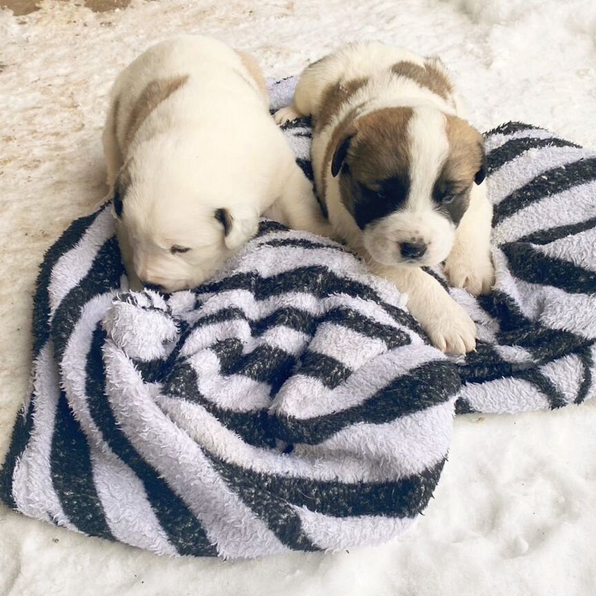 Готовятся к продажи