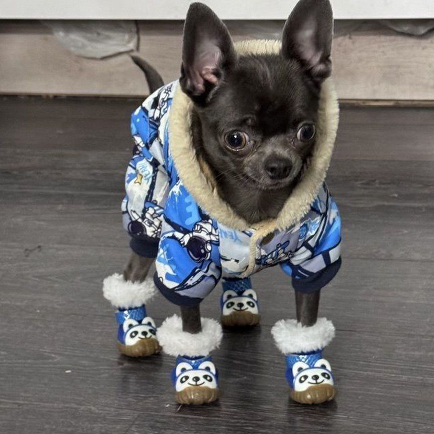 Чихуахуа, вязка