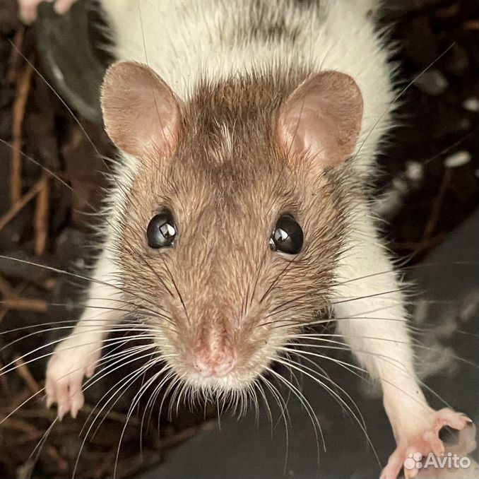 Крыса декоративная или кормовая