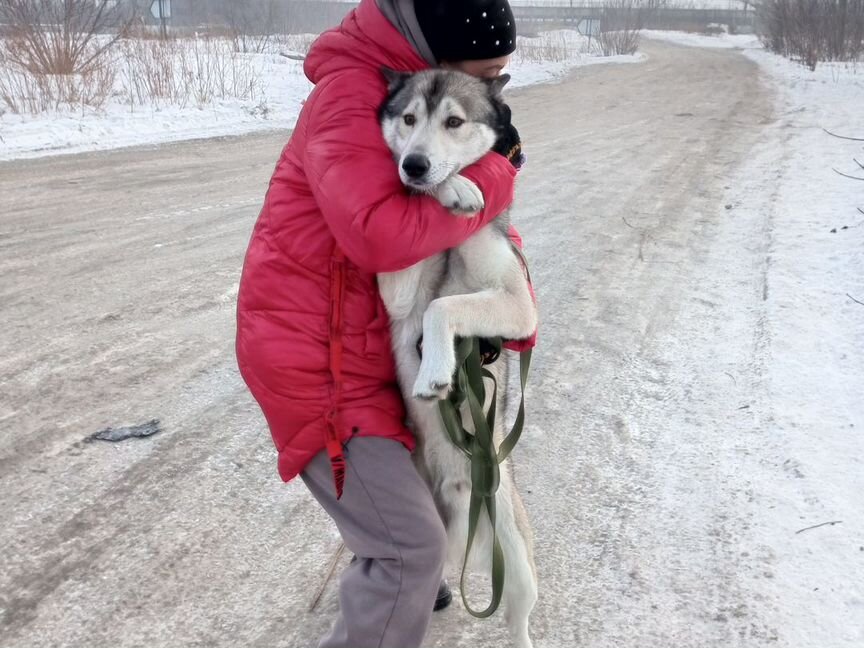 Собака в добрые руки