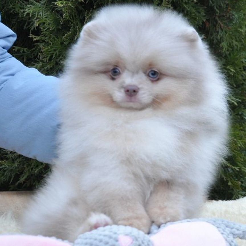 Померанский шпиц, щенок