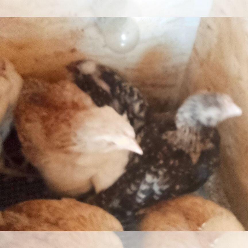 Продам петушков фавероль