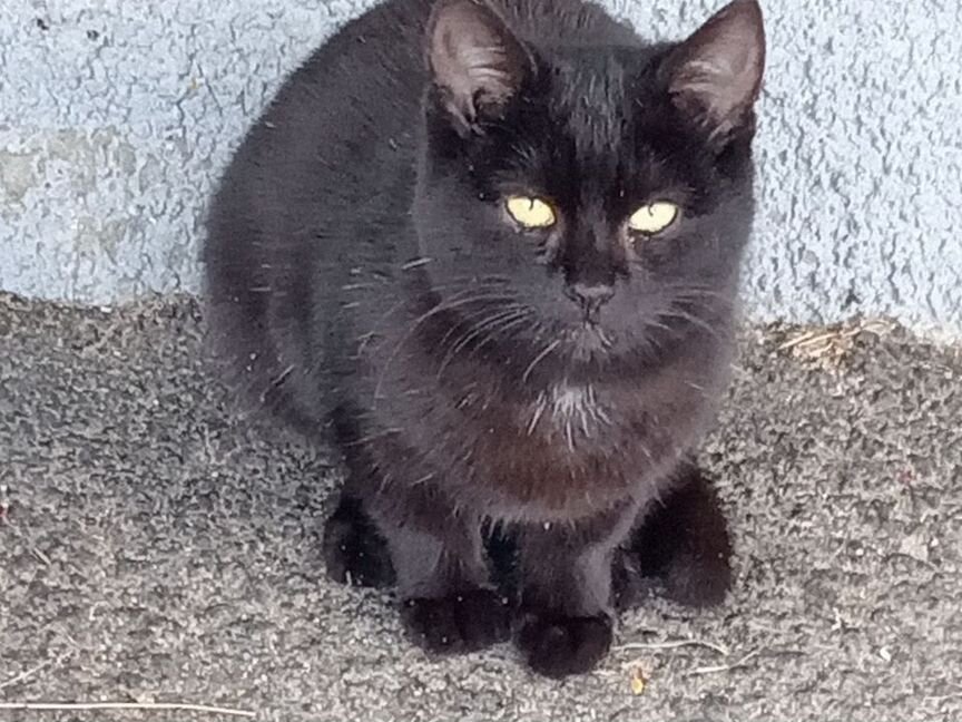 Ручная кошка, 4-5 мес