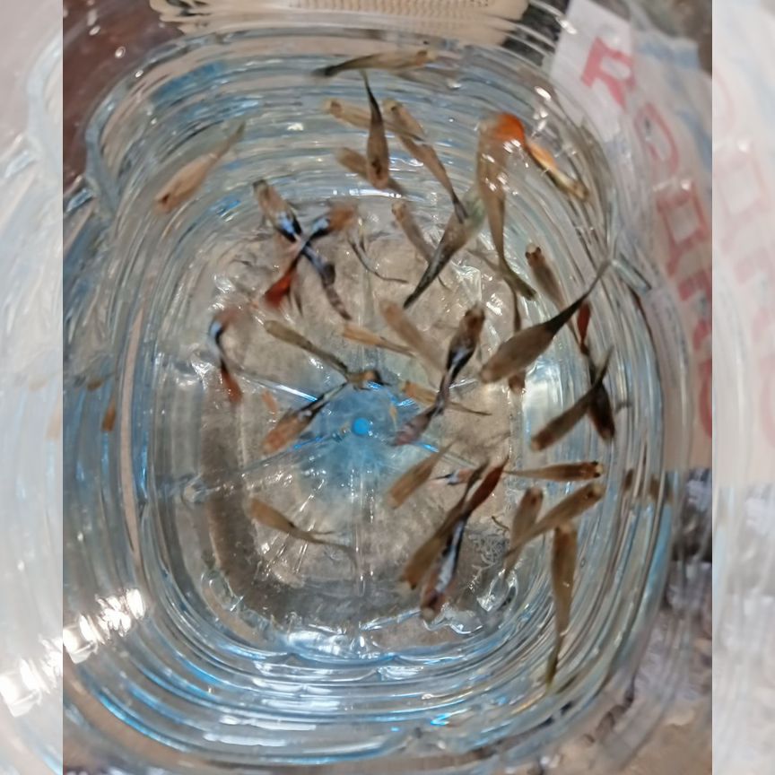 Рыбки гуппи