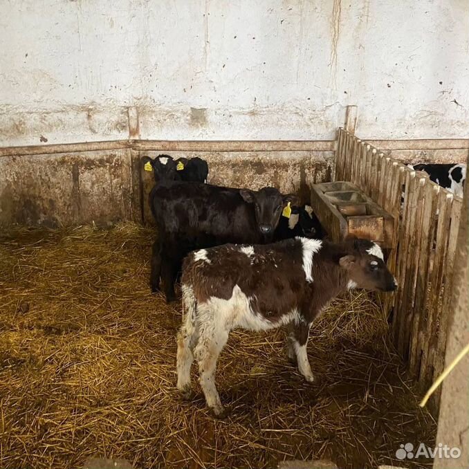 Бычки крс телки