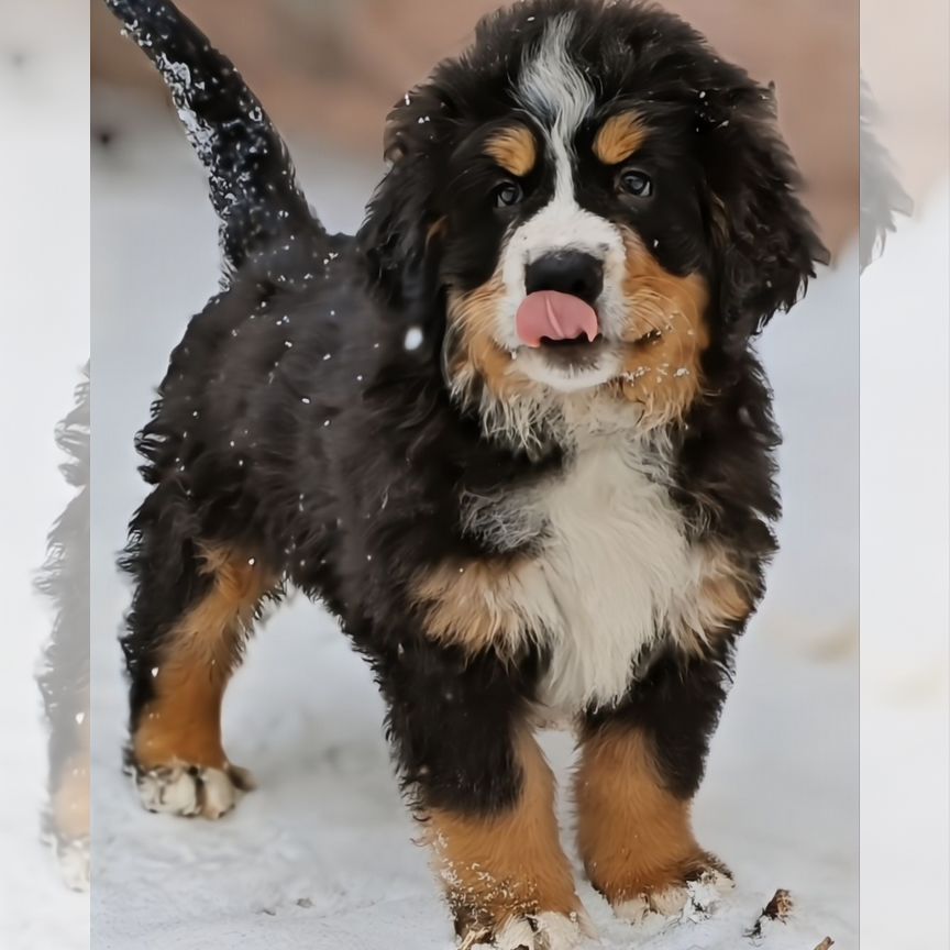 Бернский зенненхунд, щенок