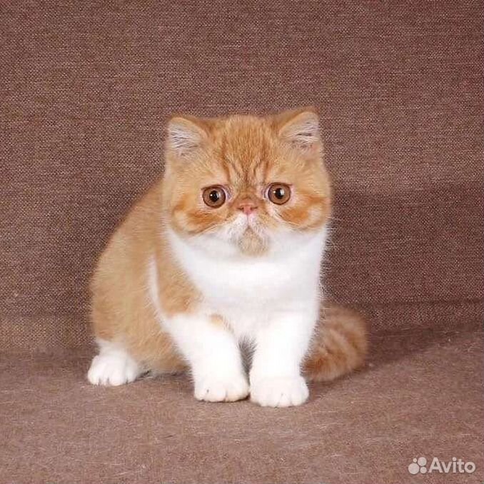 Экзотический кукольный мальчик