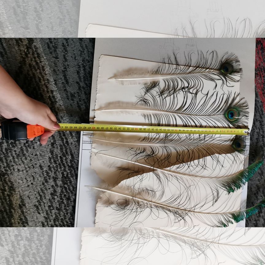 Перо павлина 5шт