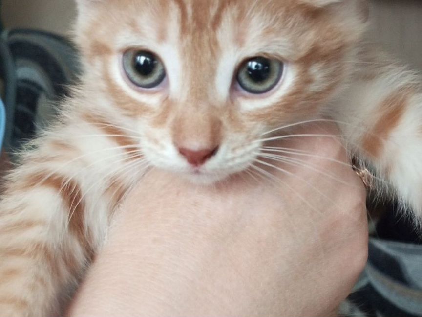 Кошка