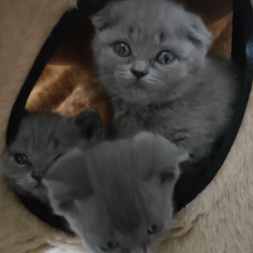 Шотландские котята