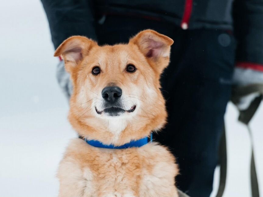 Пёс из приюта ищет дом