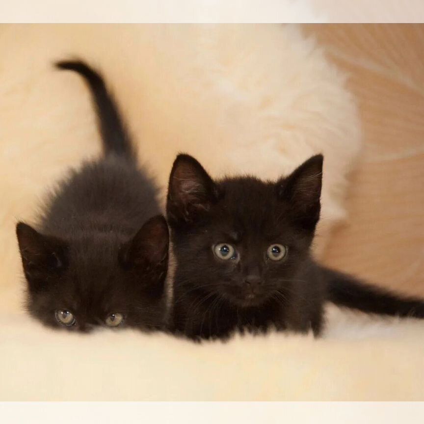 Отдам в добрые руки котят