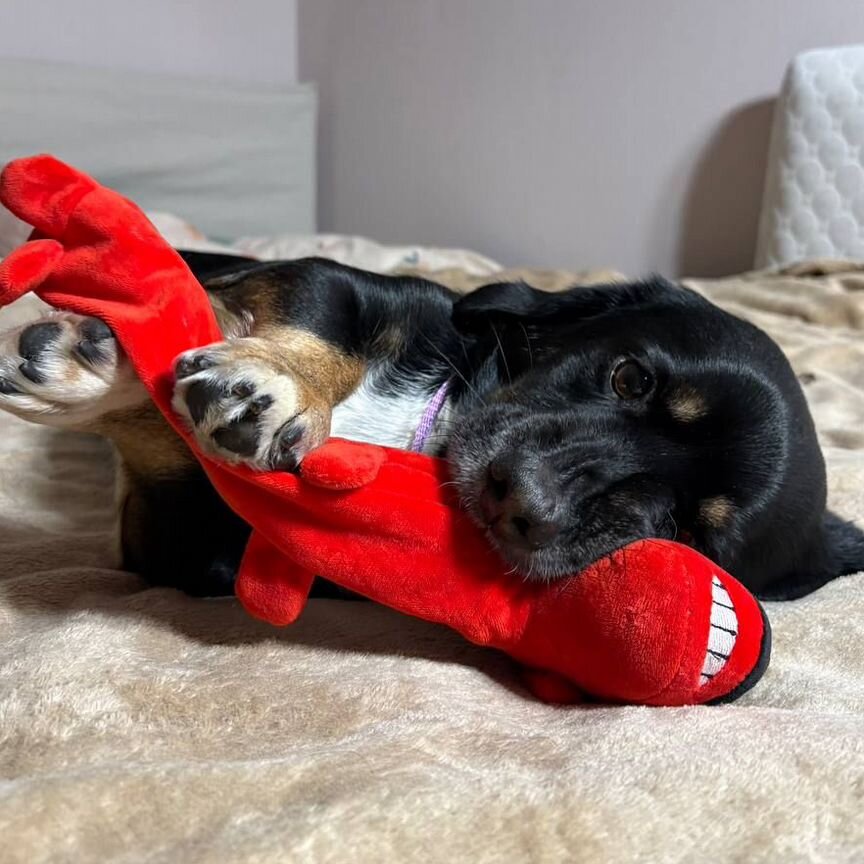 Взрослый пёс в добрые руки