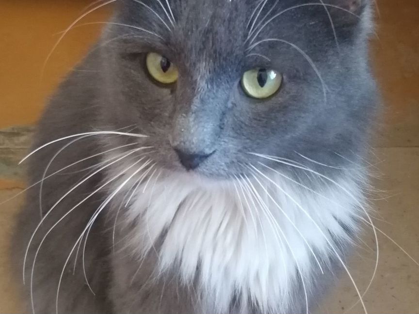 Нужен дом для котика Красавчика
