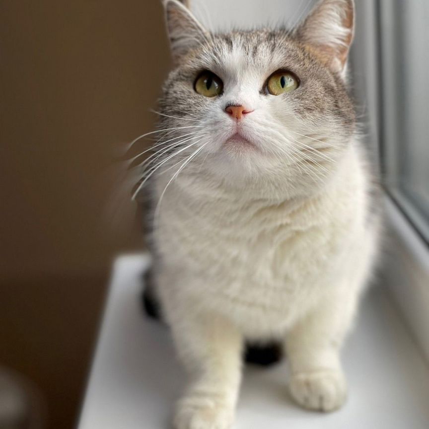 Кошка Стелла