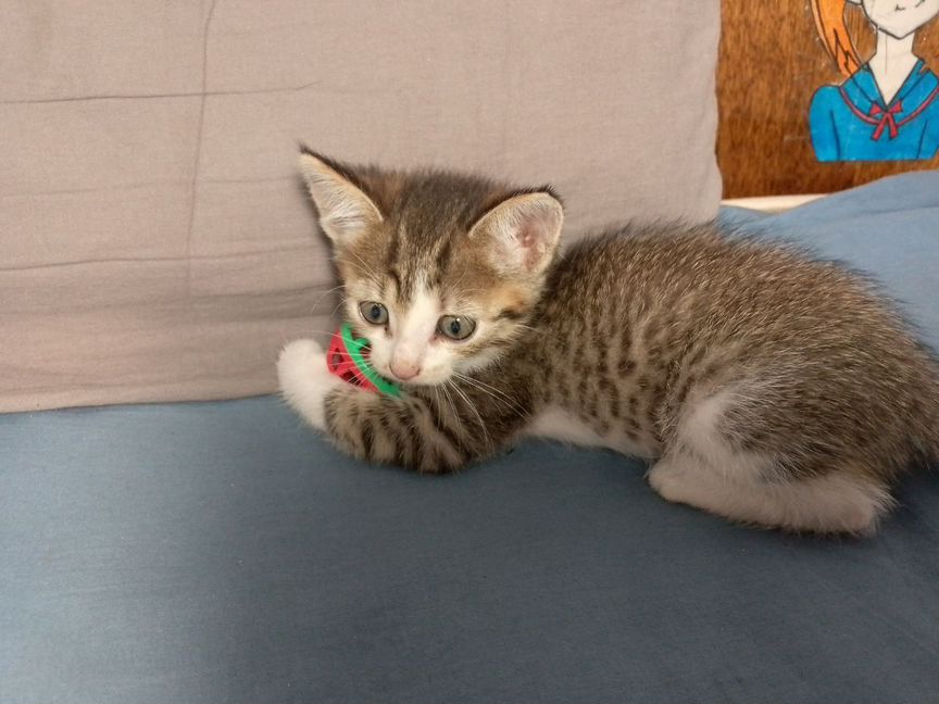 Котенок в добрые руки