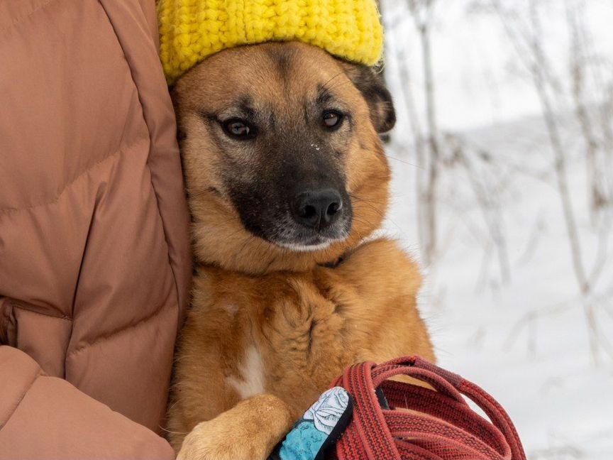 Мальчик Тоби из приюта