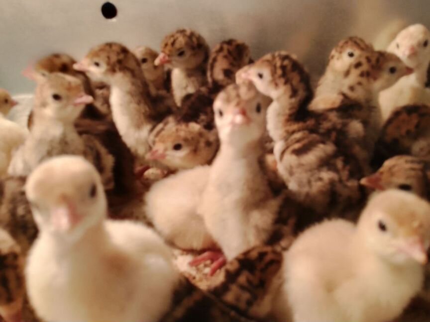 Индюшата широкогрудые суточные