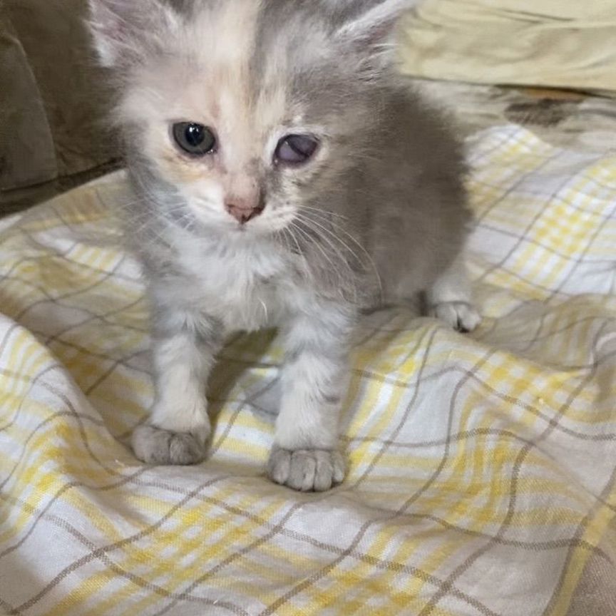 Котенок