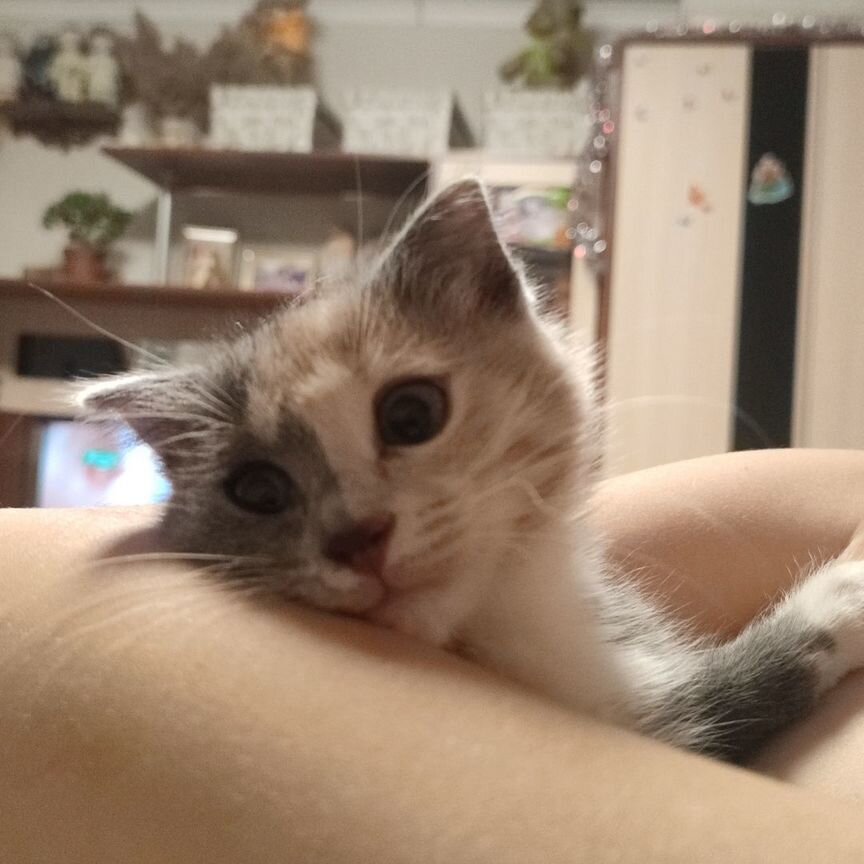 Отдам даром бесплатно животные