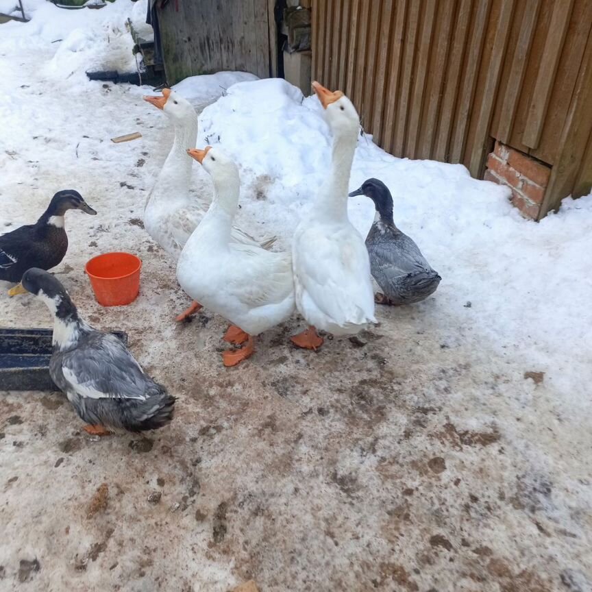 Утки и гуси