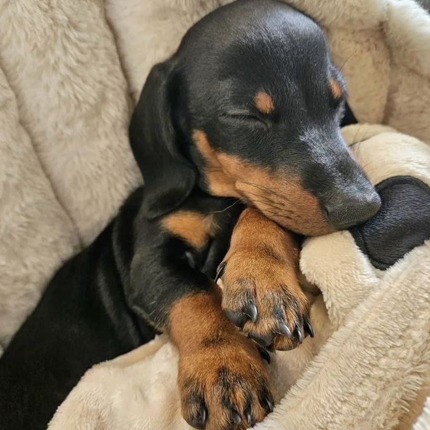 Карликовая такса, щенок