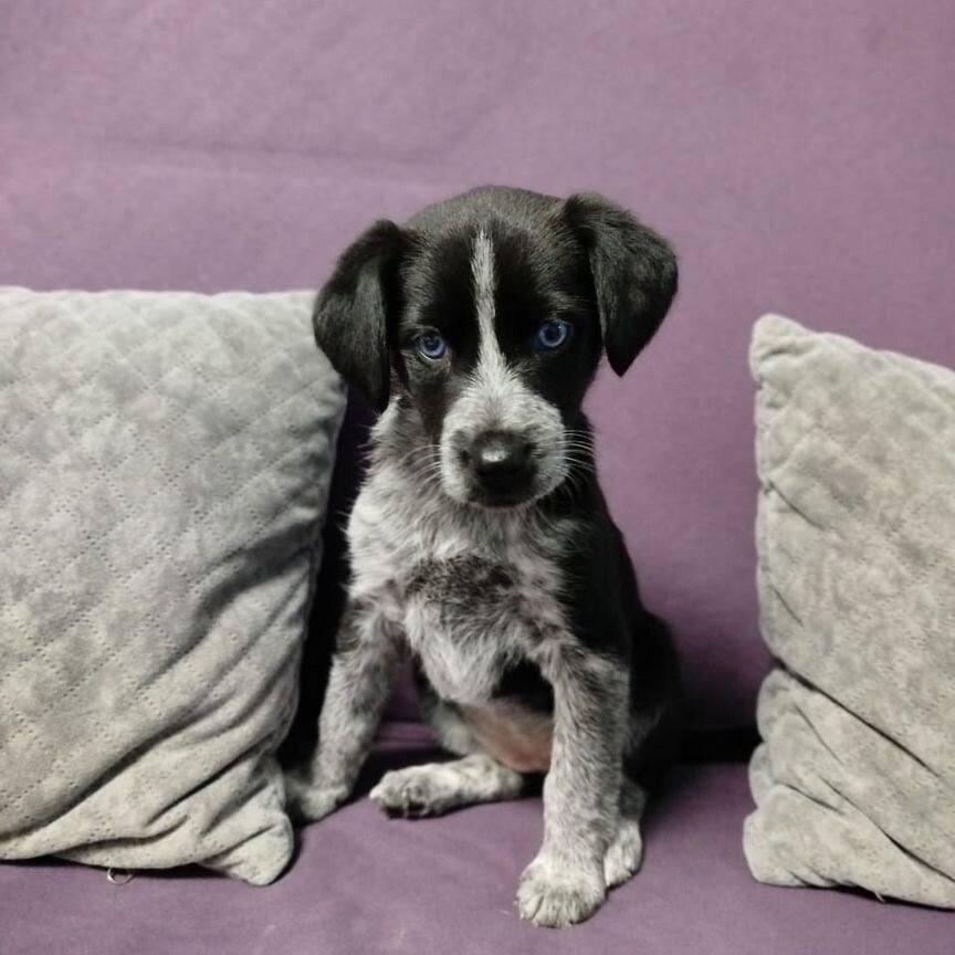 Щенок Курцхара метис голубые глаза