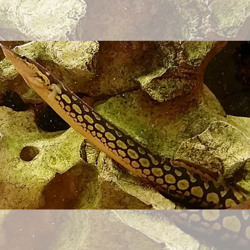 Мастацембел