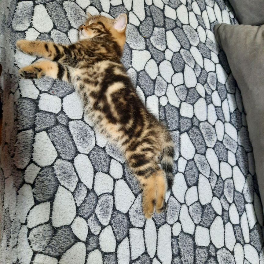 Шатланские мраморные котята