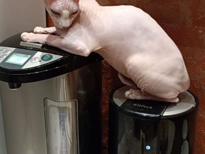 Кошка сфинкс