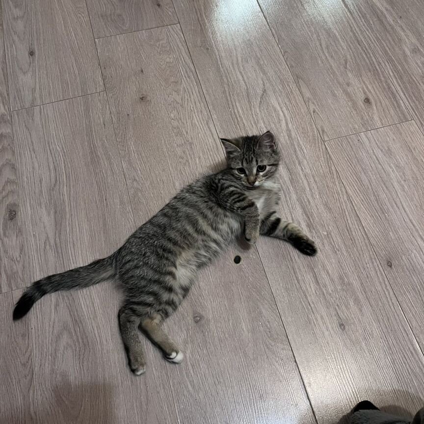 Котята в добрые руки бесплатно девочка