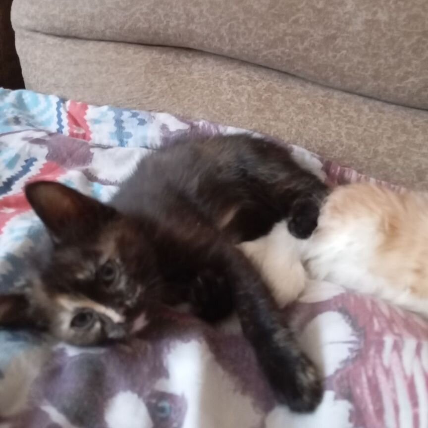 Кошечька