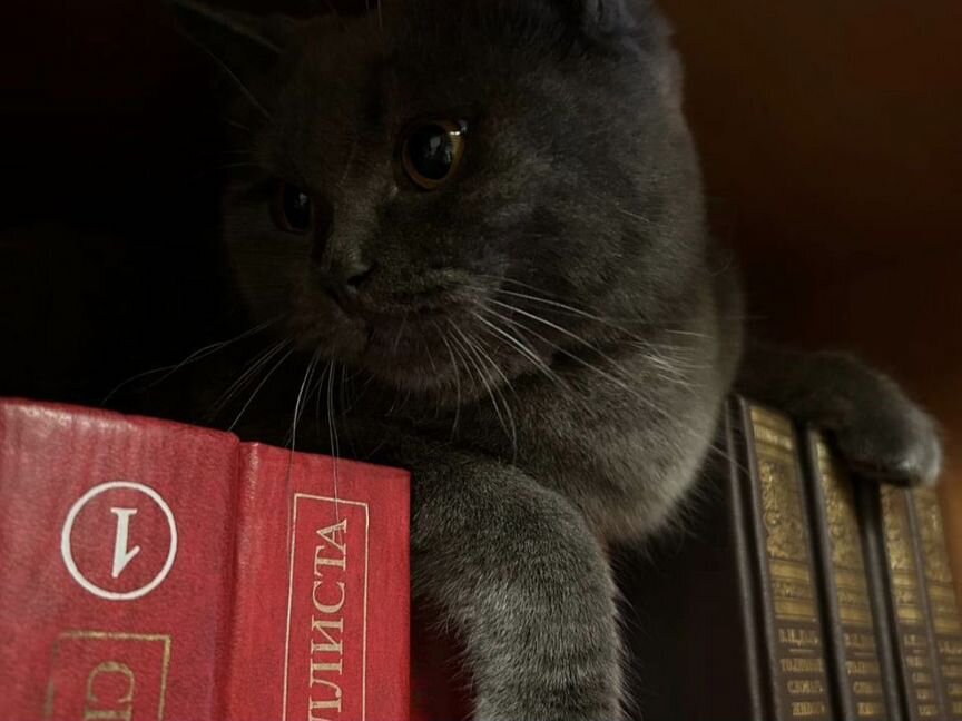 Шотландская кошечка